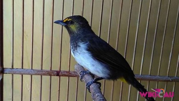 6 Jenis Burung Kutilang yang Bagus Untuk Kamu Pelihara - Wikicau